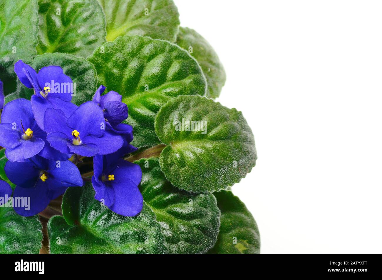 Potted African Violet isolated on white Stock Photo - Alamy