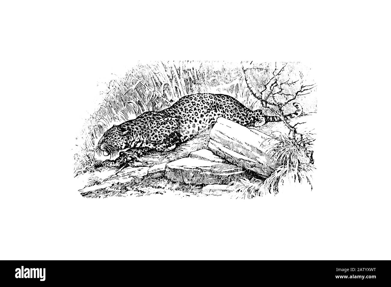 Leopard - Vintage Engraved Illustration 1889 Stock Photo - Alamy