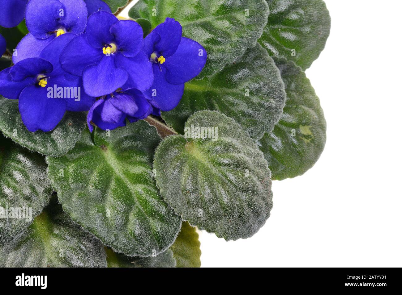 Potted African Violet isolated on white Stock Photo - Alamy