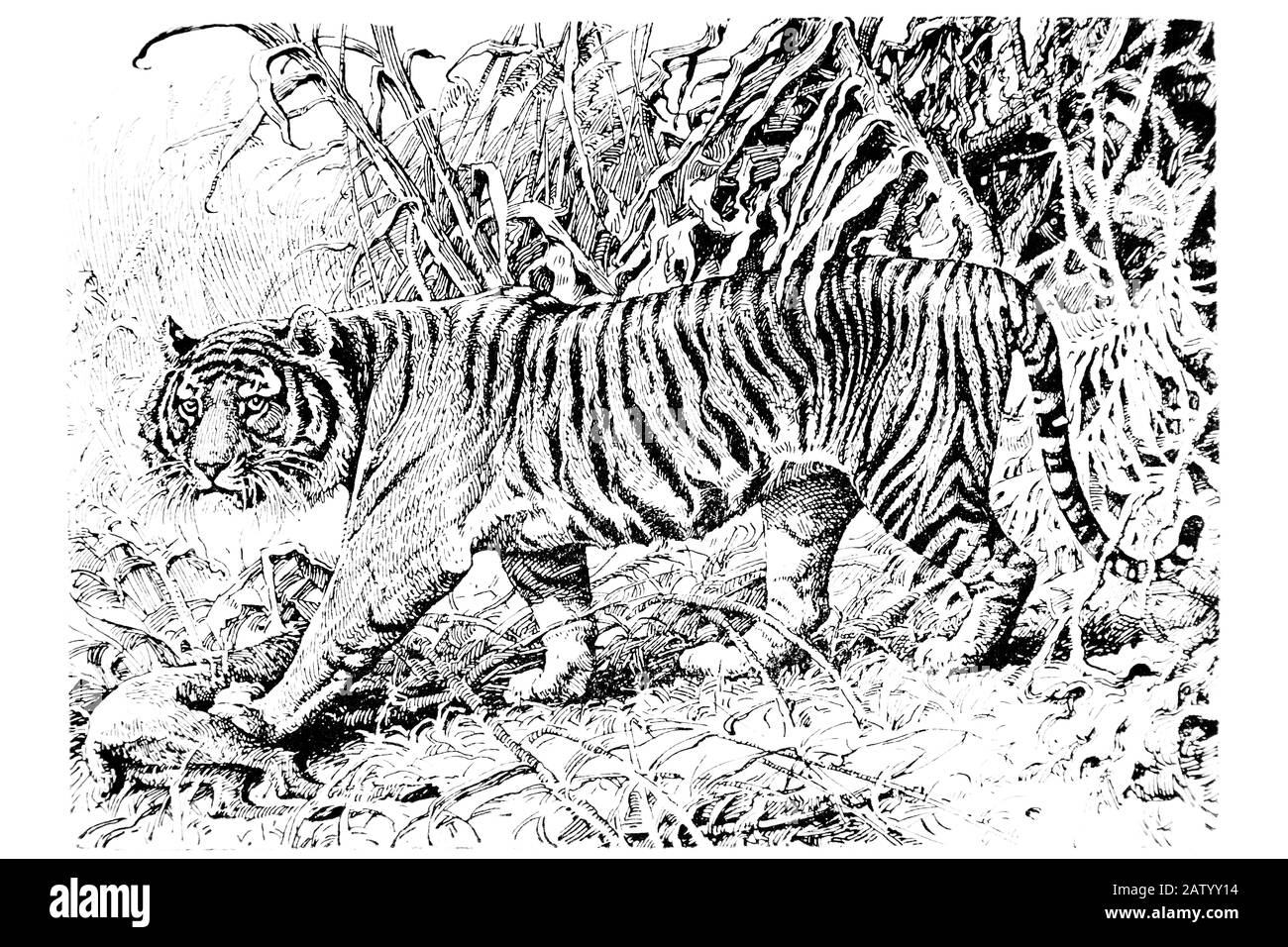 Tiger - Vintage Engraved Illustration 1889 Stock Photo - Alamy
