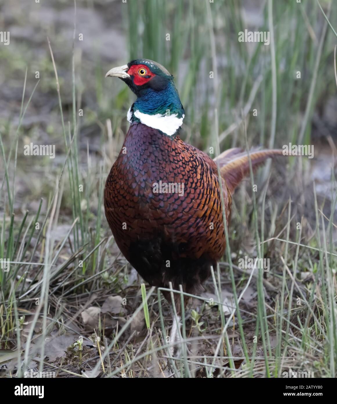male pheasant standing in grass Stock Photo - Alamy