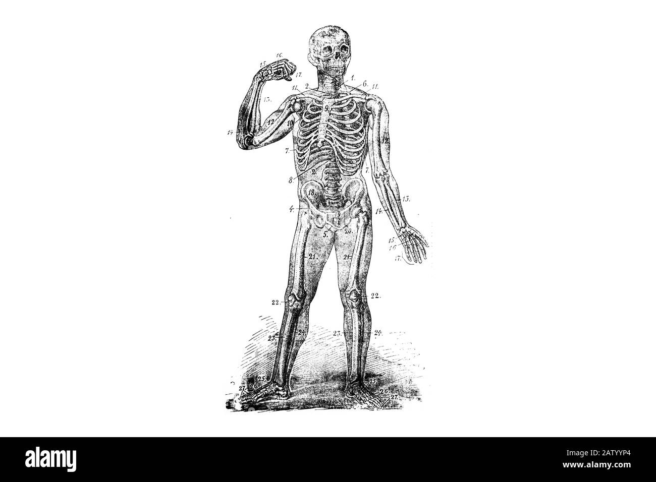 Human skeleton - Vintage Engraved Illustration 1889 Stock Photo - Alamy