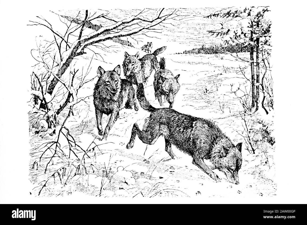 Wolf - Vintage Engraved Illustration 1889 Stock Photo - Alamy
