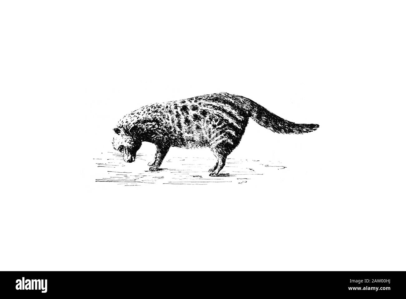 Viverra Zibetha - Vintage Engraved Illustration 1889 Stock Photo - Alamy