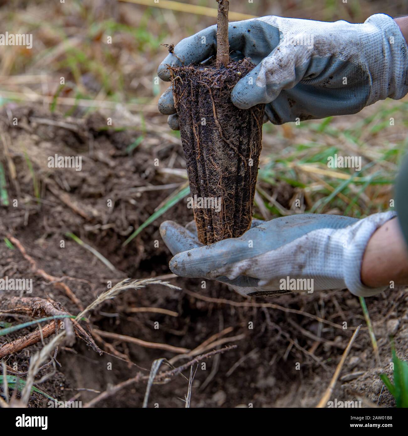 Soil trees spices hi-res stock photography and images - Alamy