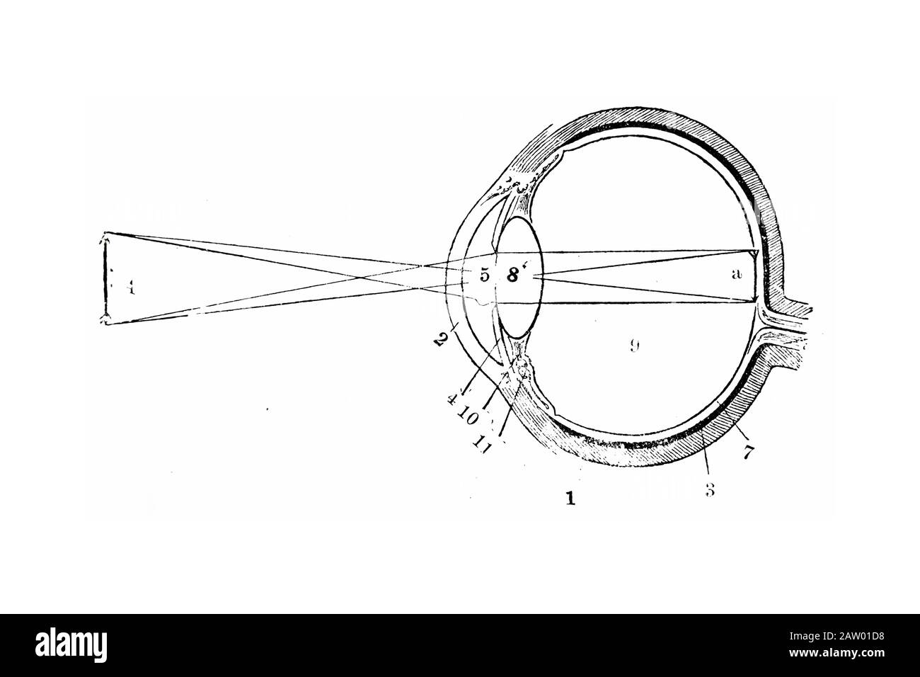 Vertical Section of the Human Eye - Vintage Engraved Illustration 1889 ...