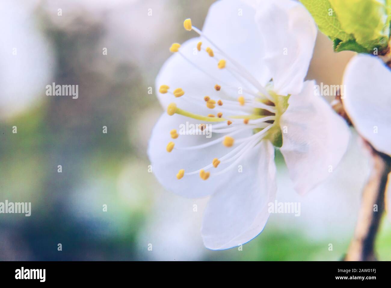 Beautiful white cherry blossom sakura flowers macro close up in spring ...