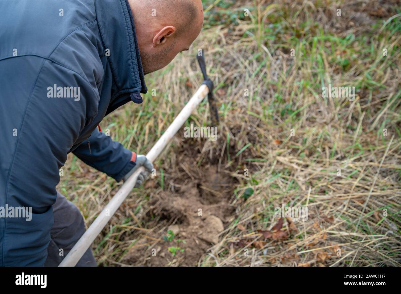 planting young tree in forest after devastating wind Stock Photo - Alamy