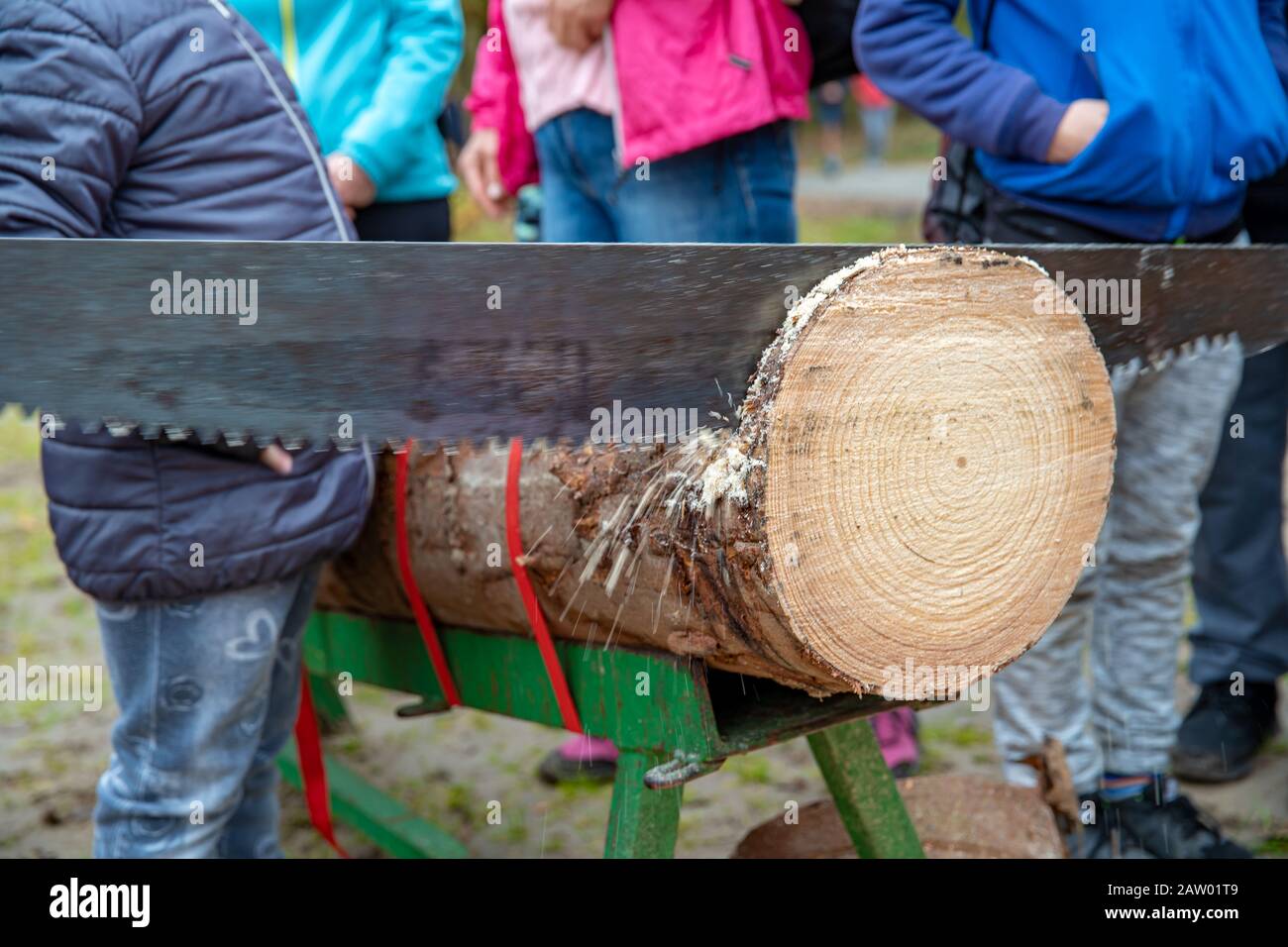 sawing logs with a two-handed saw in the woods for logging Stock Photo ...