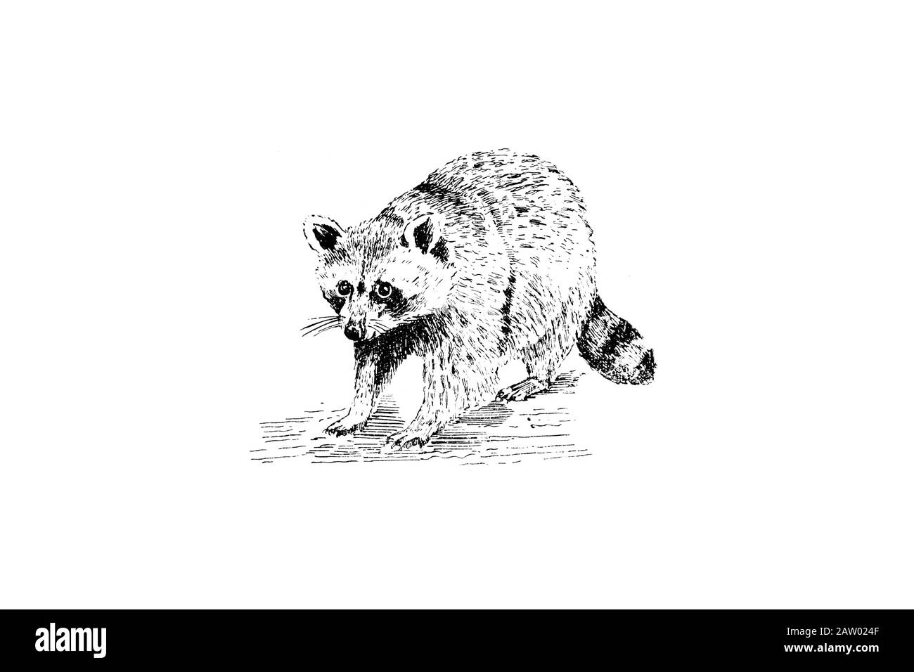 Raccoon Illustration Vintage