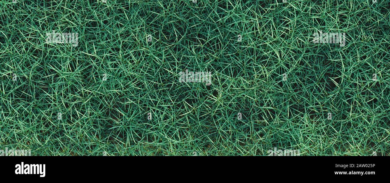 fresh spring green grass shot from top bird's eye view 3d render ...