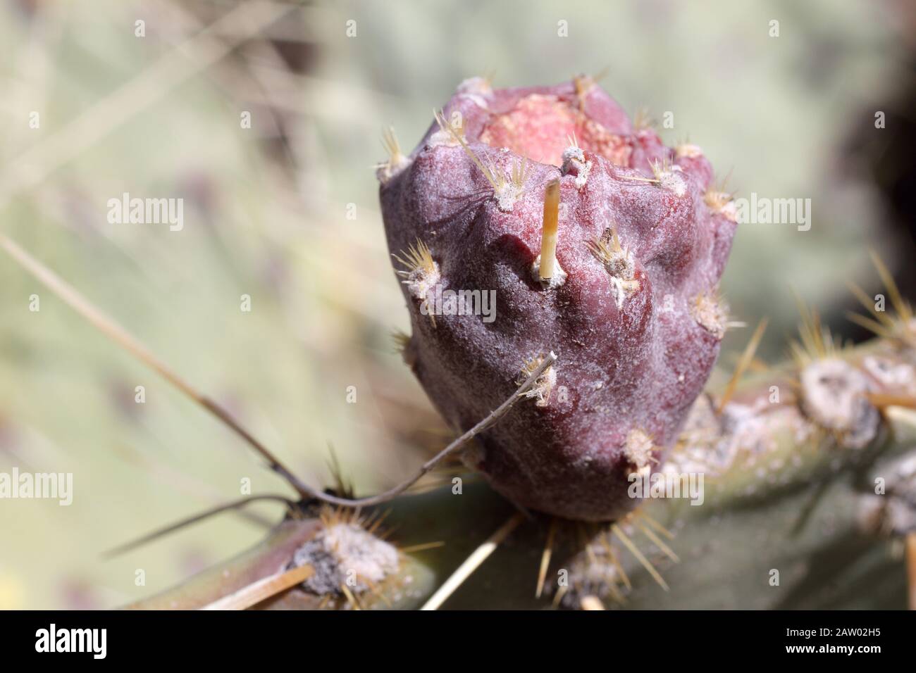 closeup of desert paddle cactus with fruit Stock Photo - Alamy