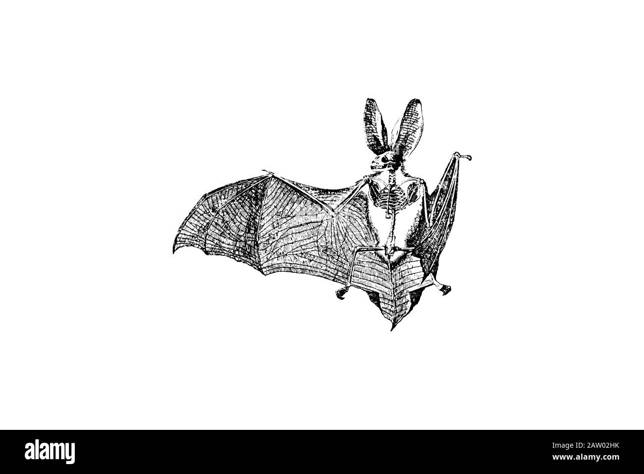 Bat Chiroptera Skeleton - Vintage Engraved Illustration 1889 Stock ...