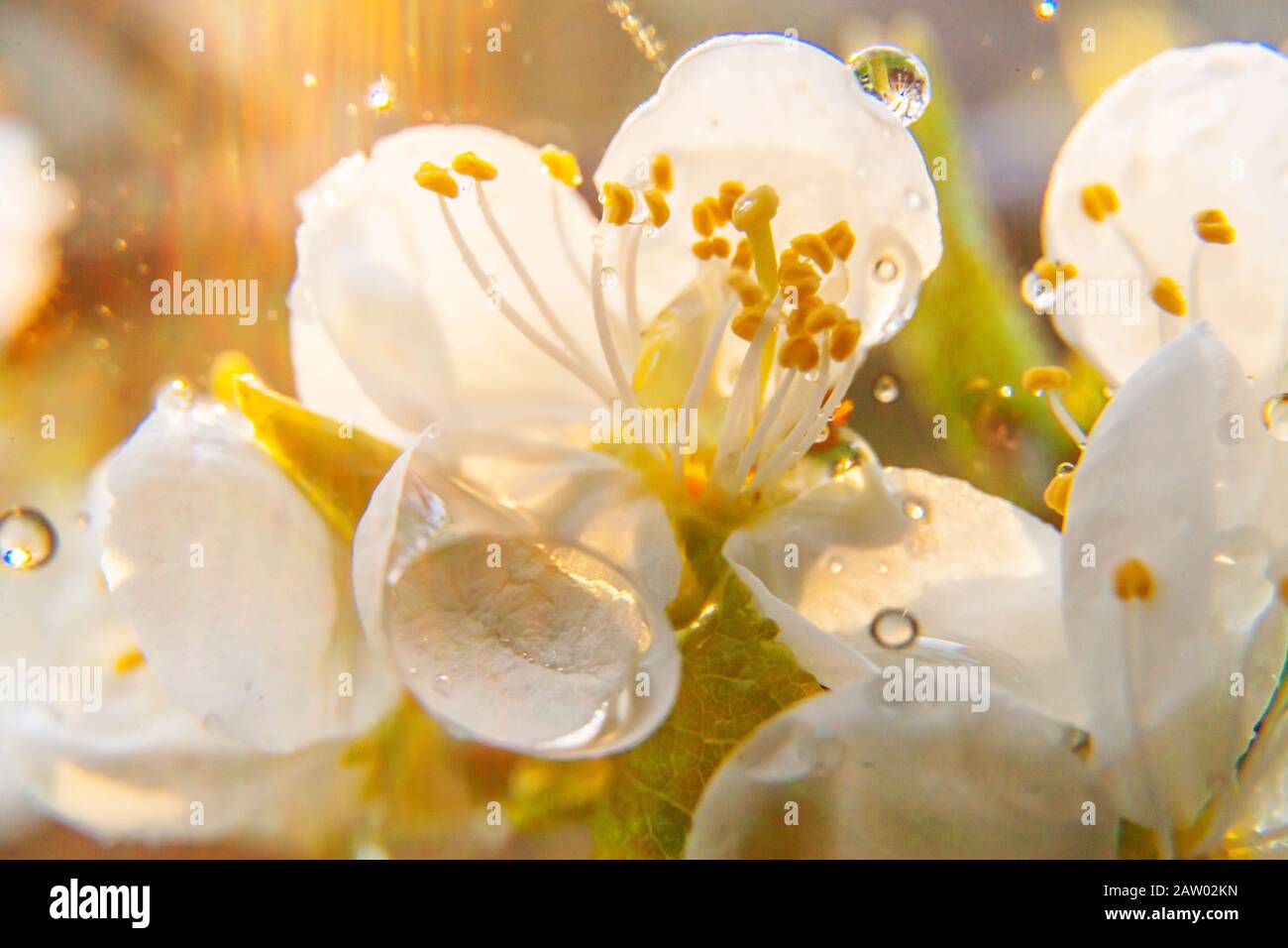 Beautiful white cherry blossom sakura flowers macro close up in spring ...
