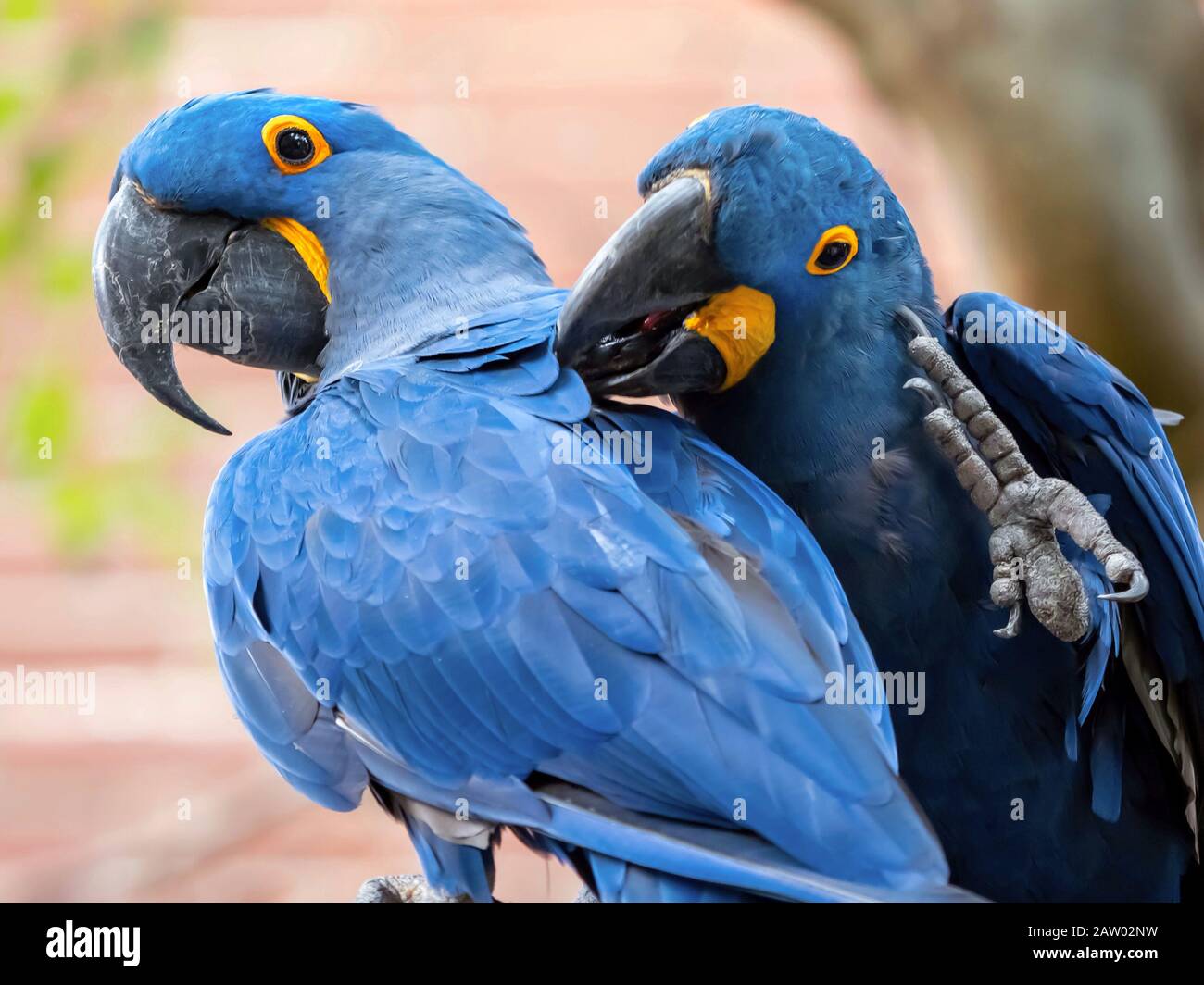 Light and dark blue macaw birds cuddling together, side by side Stock ...