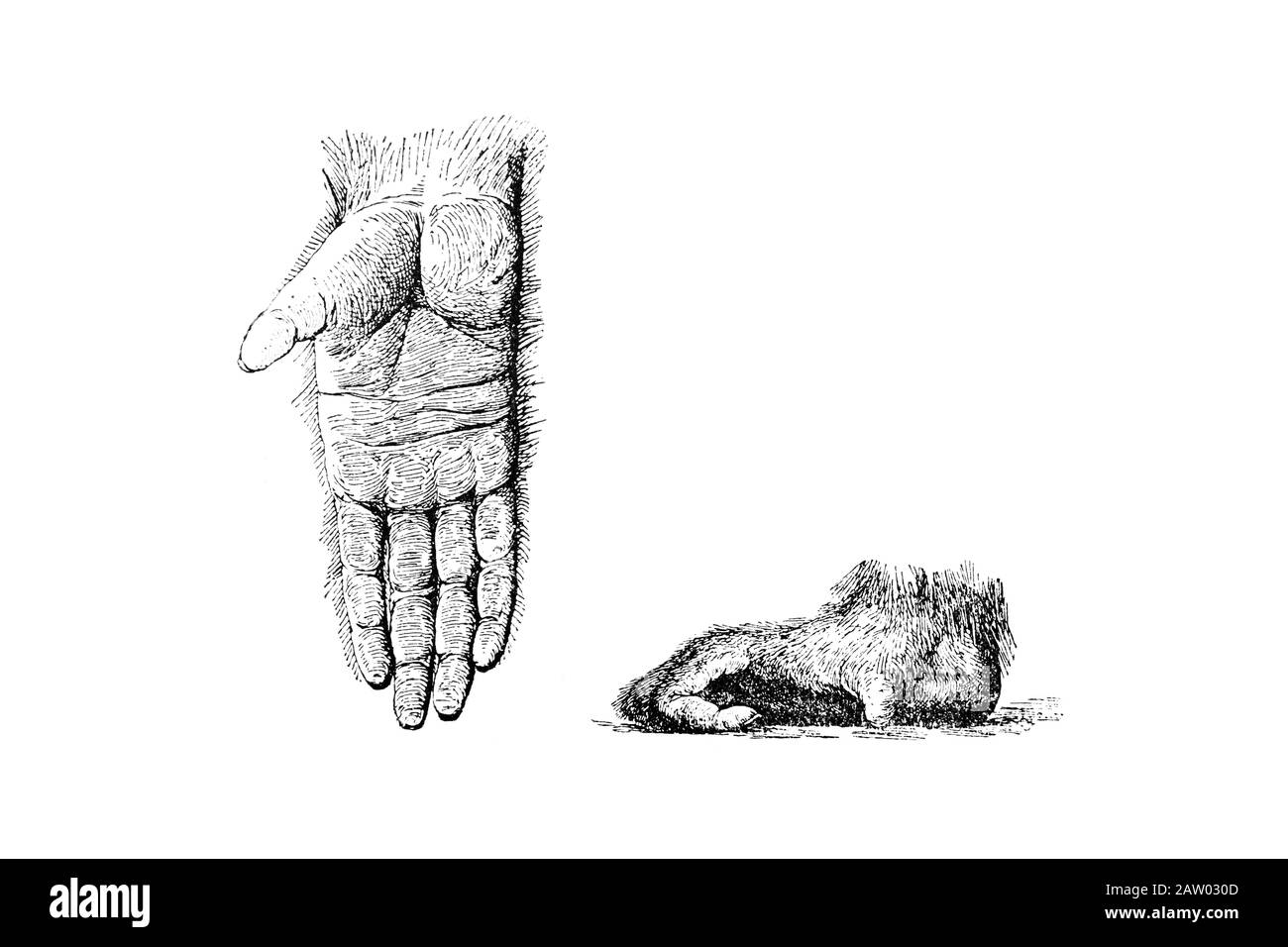 Orangutan Hand and Foot - Vintage Engraved Illustration 1889 Stock ...
