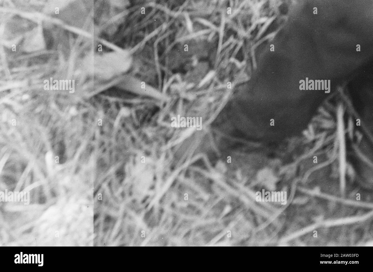 [unsuccessful shot] Date: 1946 Location: Indonesia Dutch East Indies ...