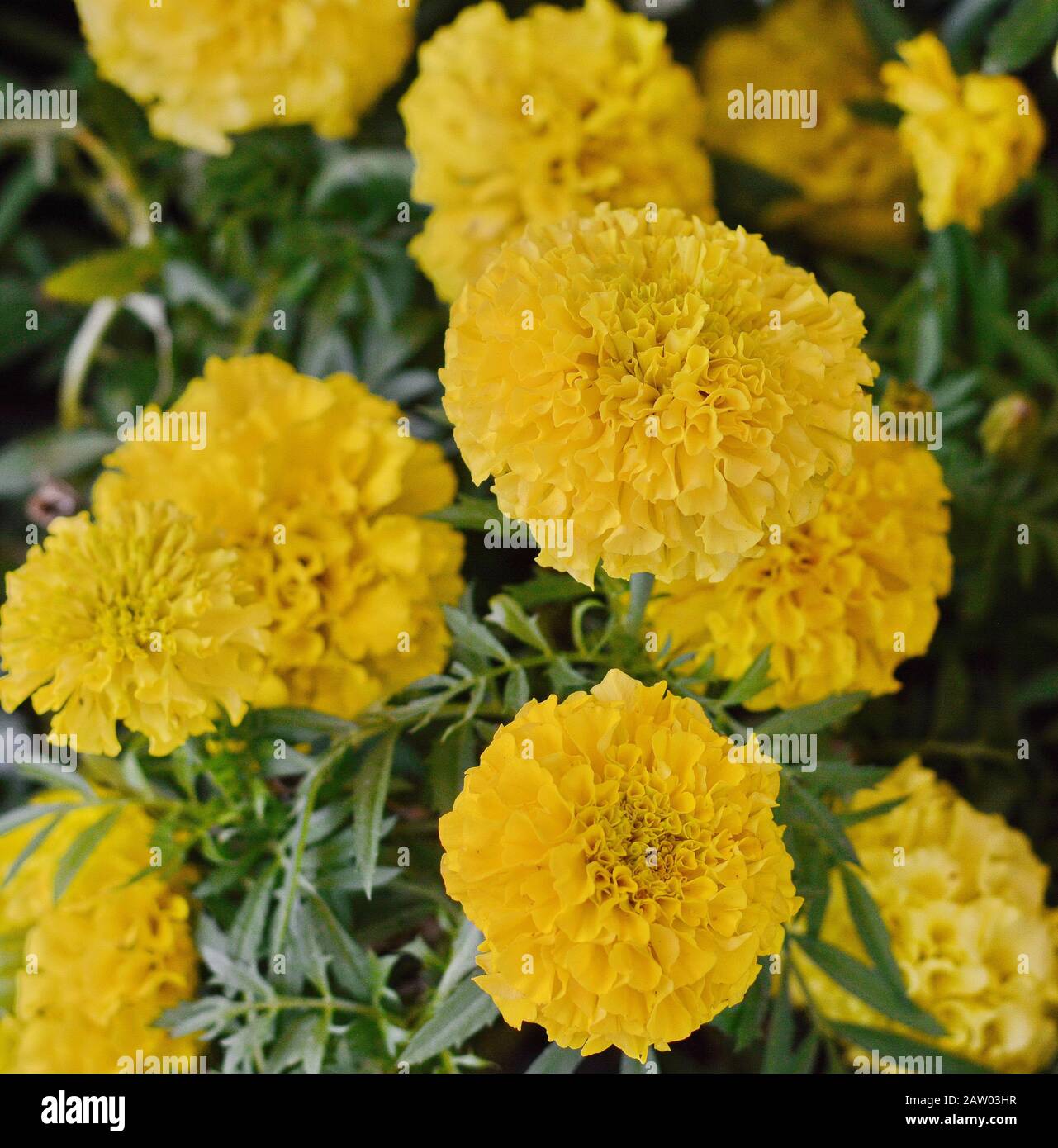 Marigolds (Tagetes erecta, Mexican marigold, Aztec marigold, African ...