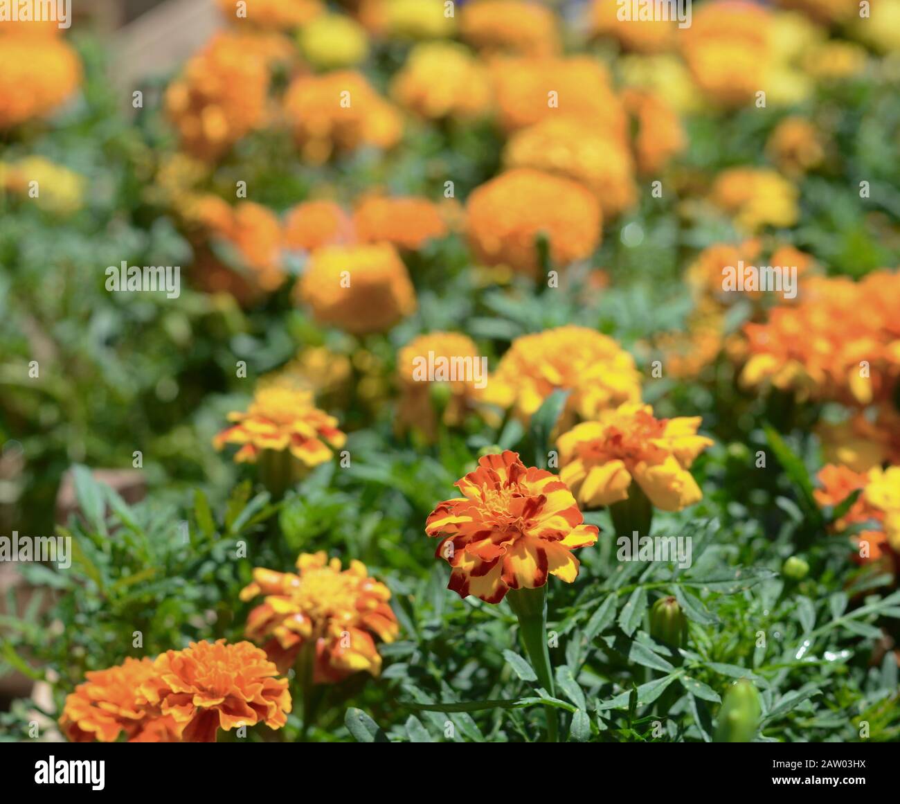 Marigolds (Tagetes erecta, Mexican marigold, Aztec marigold, African ...