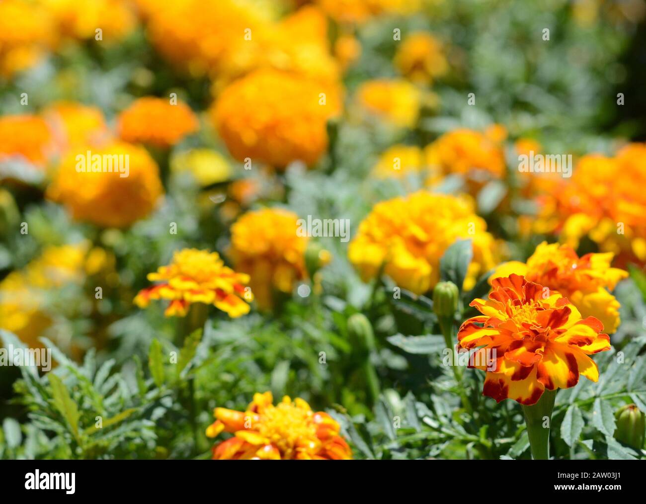 Marigolds (Tagetes erecta, Mexican marigold, Aztec marigold, African ...