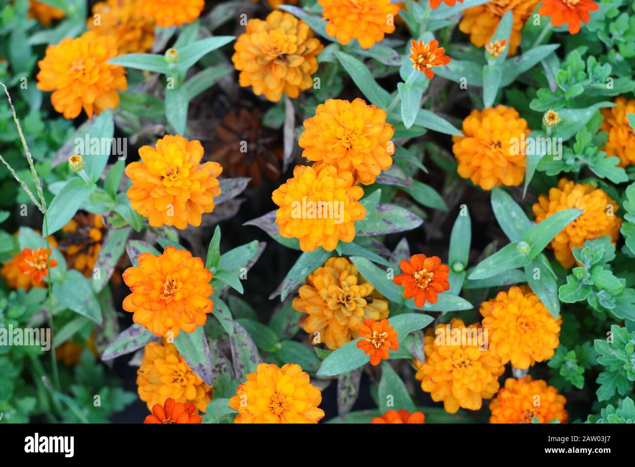 Marigolds (Tagetes erecta, Mexican marigold, Aztec marigold, African ...