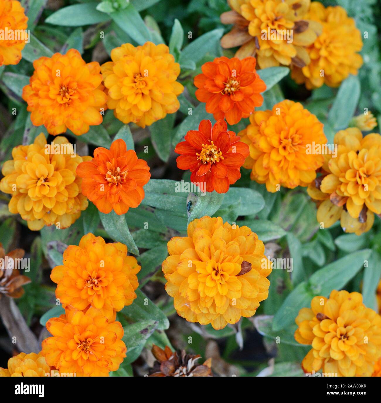 Marigolds (Tagetes erecta, Mexican marigold, Aztec marigold, African ...