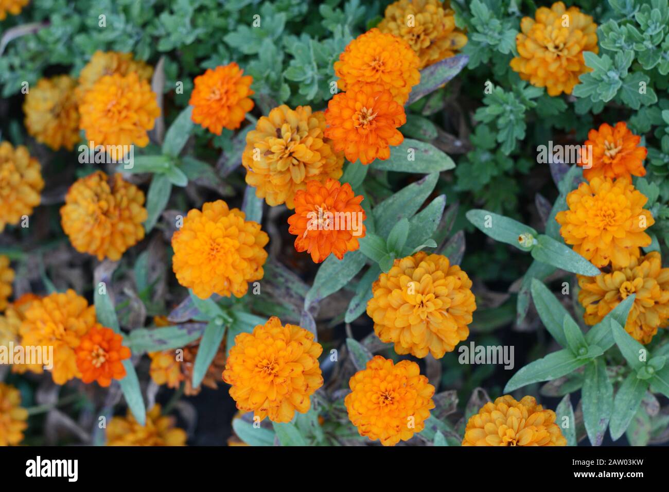 Marigolds (Tagetes erecta, Mexican marigold, Aztec marigold, African ...