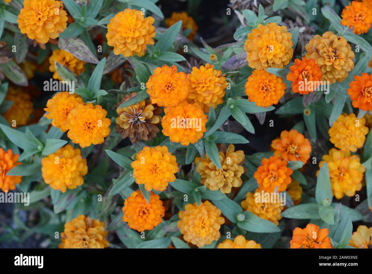 Marigolds (Tagetes erecta, Mexican marigold, Aztec marigold, African ...