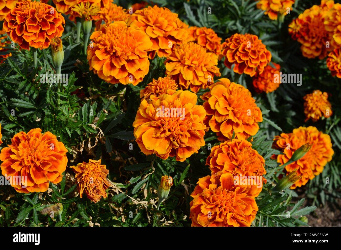 Marigolds (Tagetes erecta, Mexican marigold, Aztec marigold, African ...