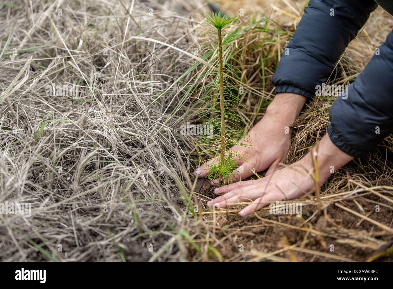 helping the forest after an ecological disaster by planting out young ...