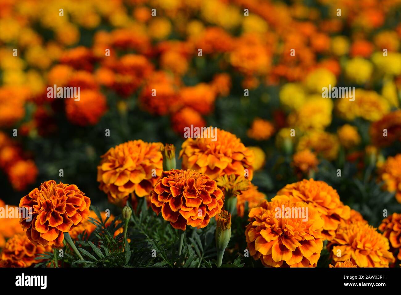 Marigolds (Tagetes erecta, Mexican marigold, Aztec marigold, African ...