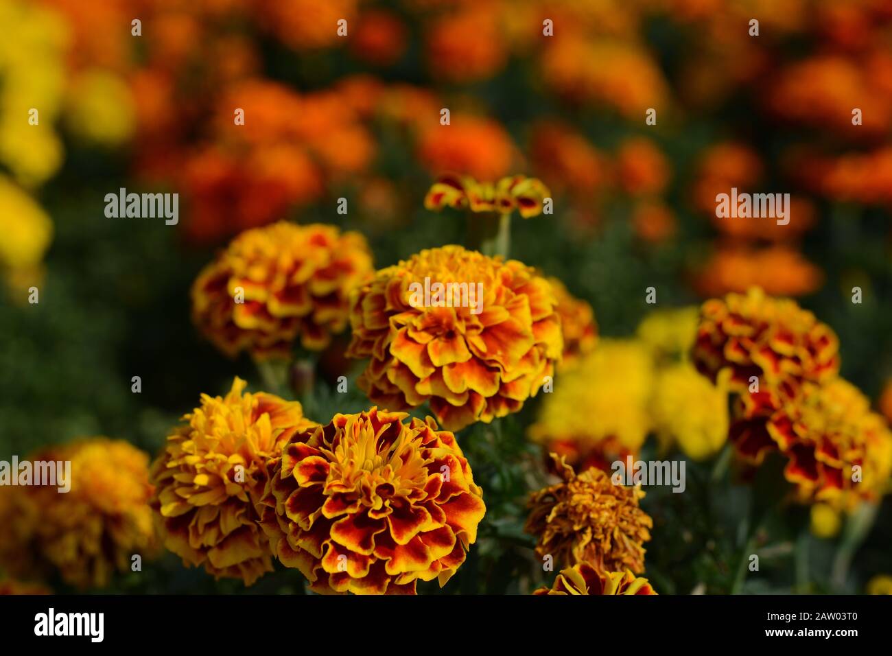Marigolds (Tagetes erecta, Mexican marigold, Aztec marigold, African ...