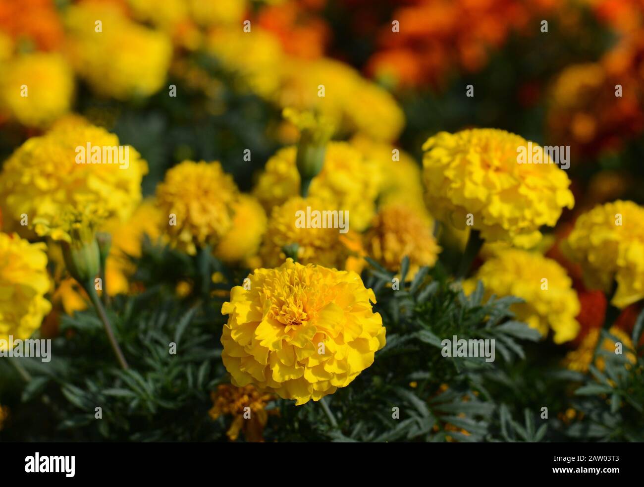 Marigolds (Tagetes erecta, Mexican marigold, Aztec marigold, African ...