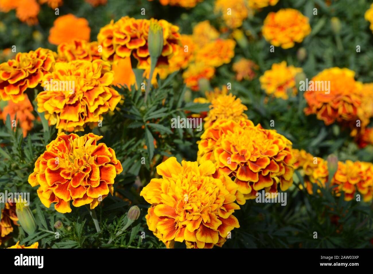 Marigolds (Tagetes erecta, Mexican marigold, Aztec marigold, African ...