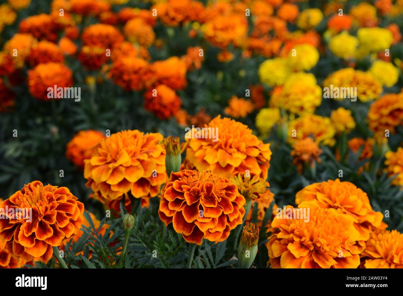 Marigolds (Tagetes erecta, Mexican marigold, Aztec marigold, African ...