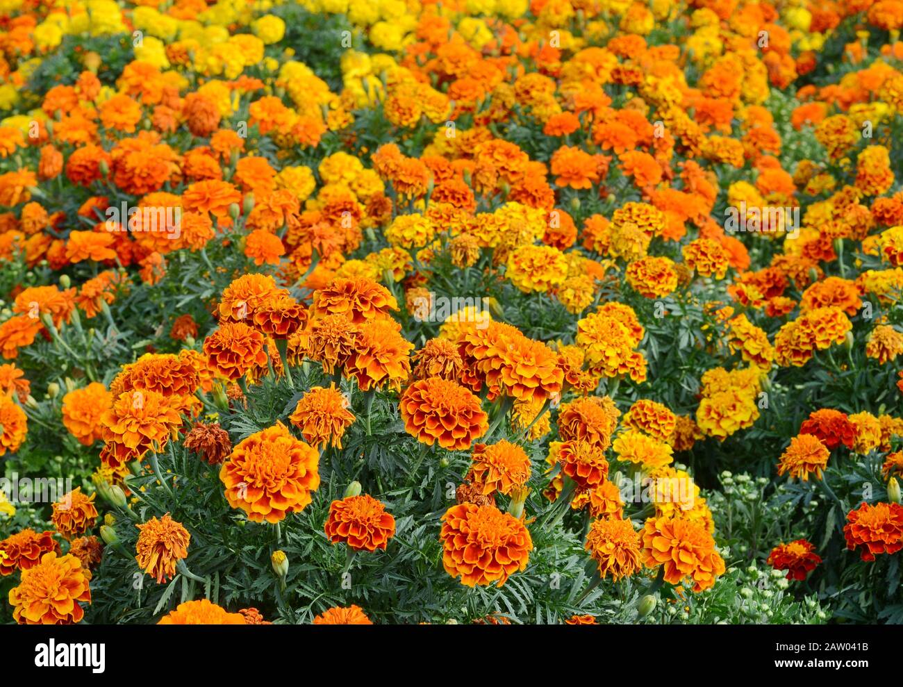 Marigolds (Tagetes erecta, Mexican marigold, Aztec marigold, African ...