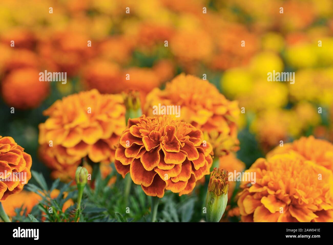 Marigolds (Tagetes erecta, Mexican marigold, Aztec marigold, African ...