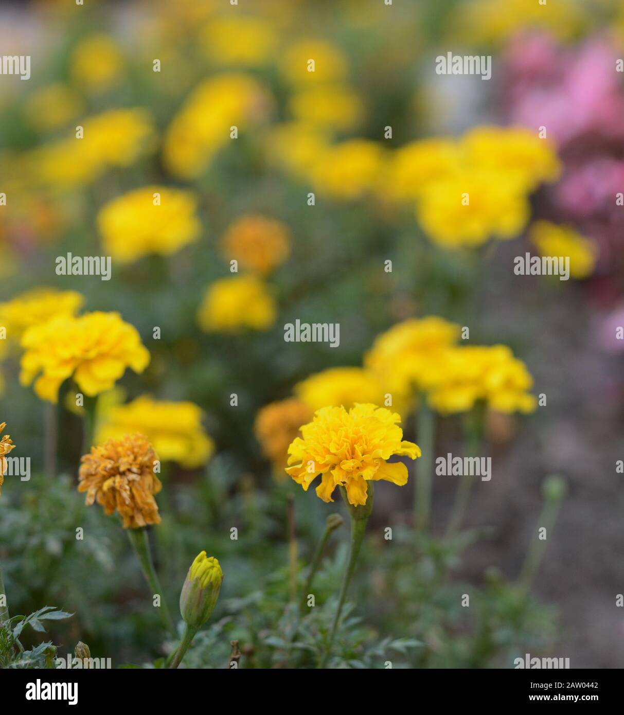 Marigolds (Tagetes erecta, Mexican marigold, Aztec marigold, African ...