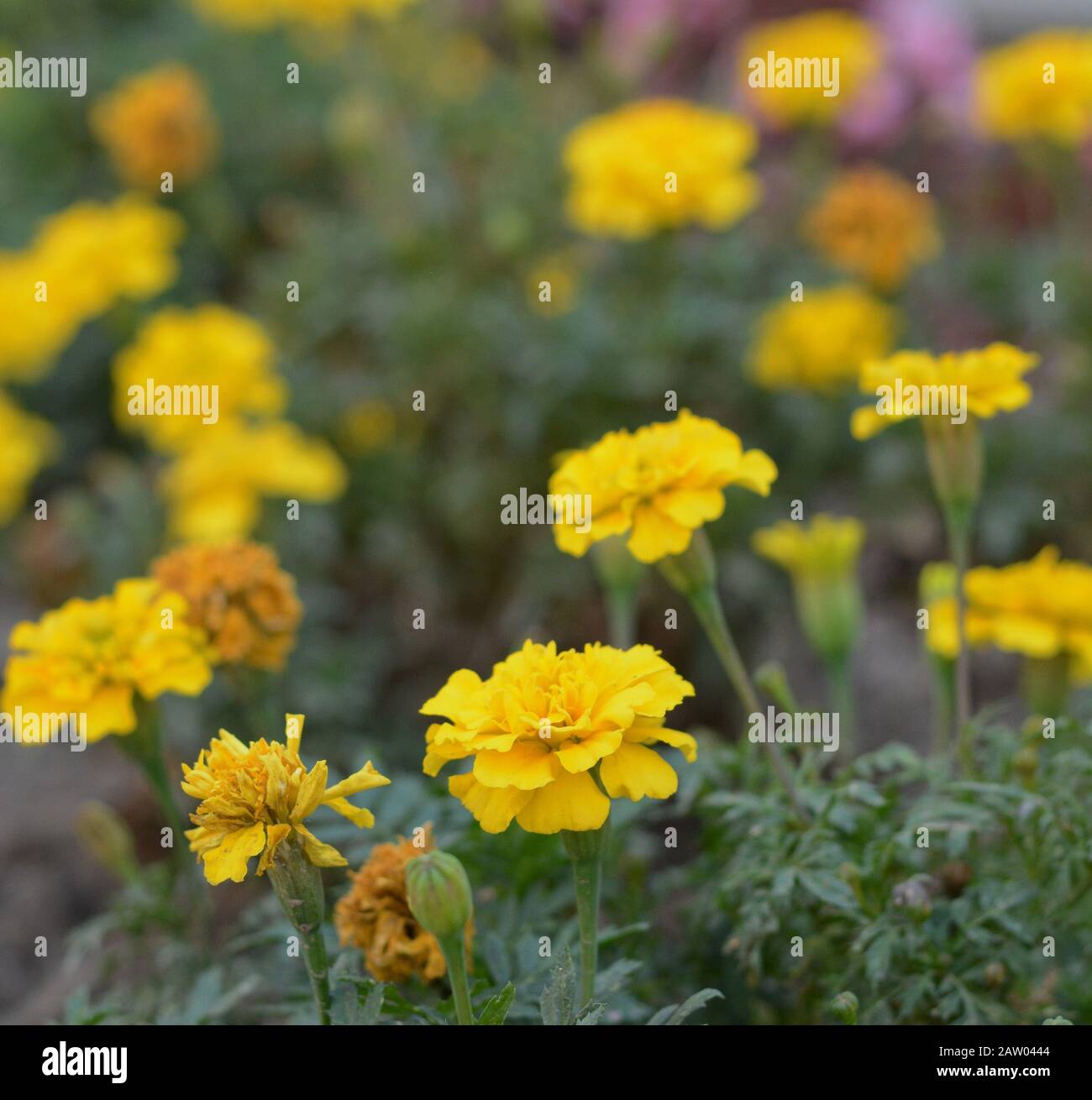 Marigolds (Tagetes erecta, Mexican marigold, Aztec marigold, African ...