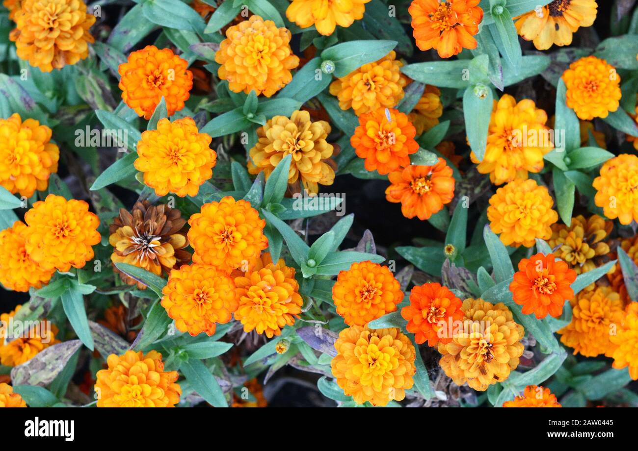 Marigolds (Tagetes erecta, Mexican marigold, Aztec marigold, African ...