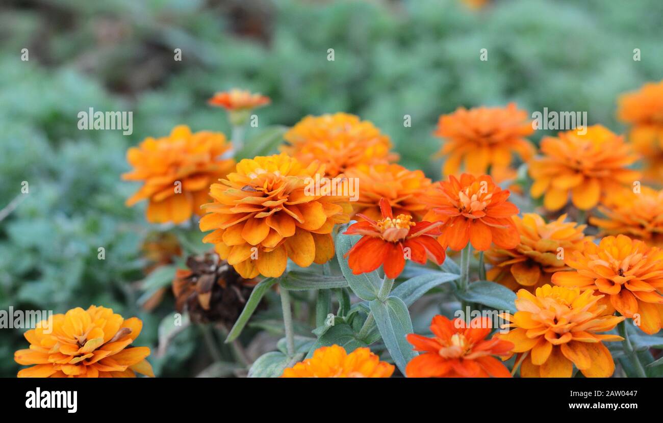 Marigolds (Tagetes erecta, Mexican marigold, Aztec marigold, African ...