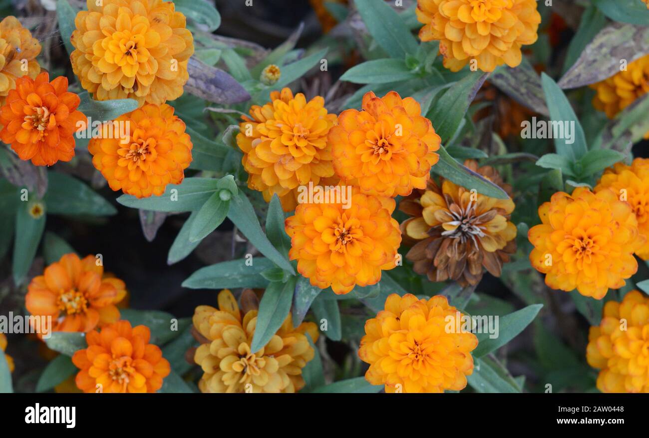 Marigolds (Tagetes erecta, Mexican marigold, Aztec marigold, African ...