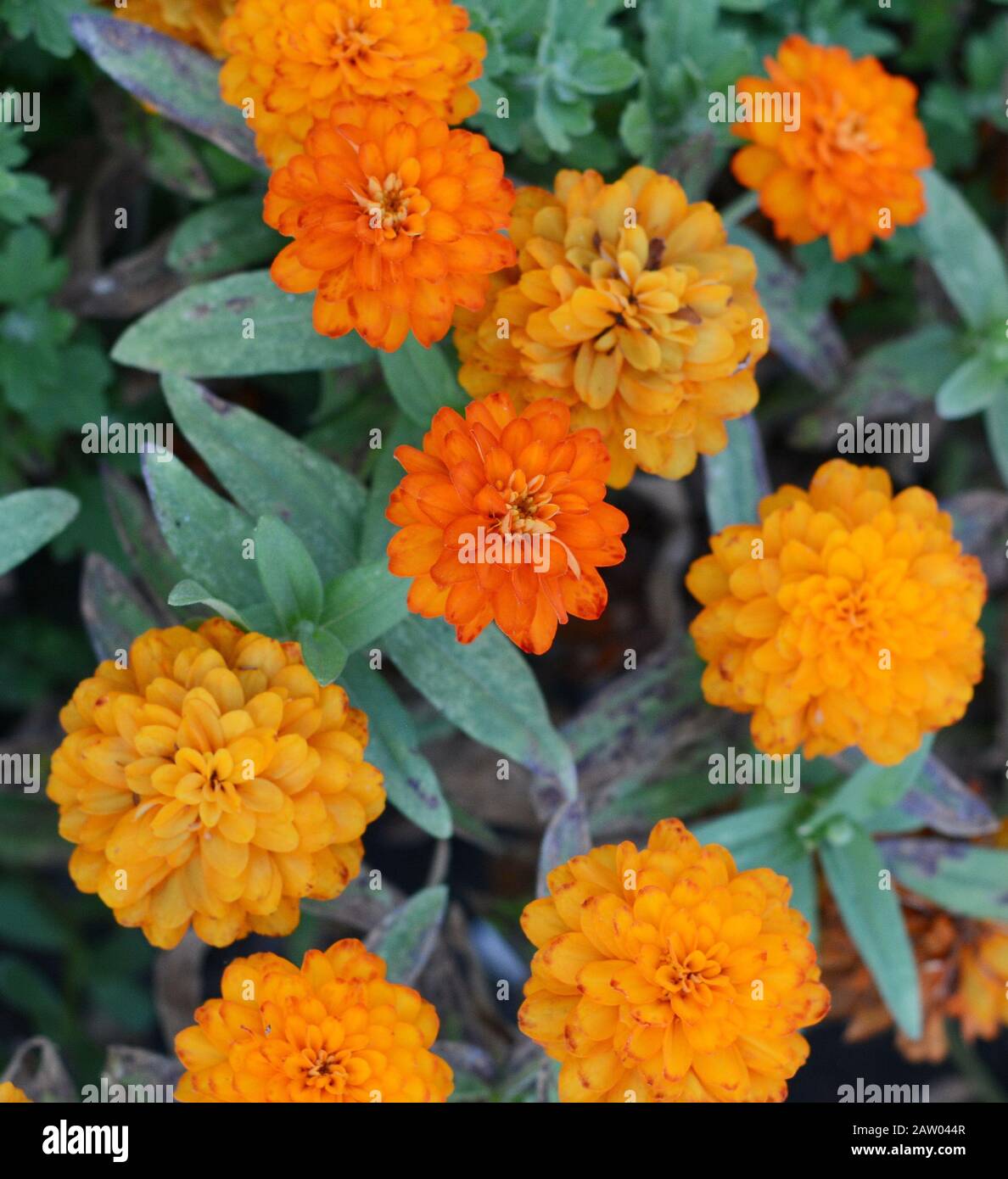Marigolds (Tagetes erecta, Mexican marigold, Aztec marigold, African ...