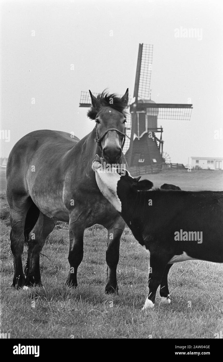 Orphaned finger at Roelofarendsveen in pasture with horse Date: July 22 ...