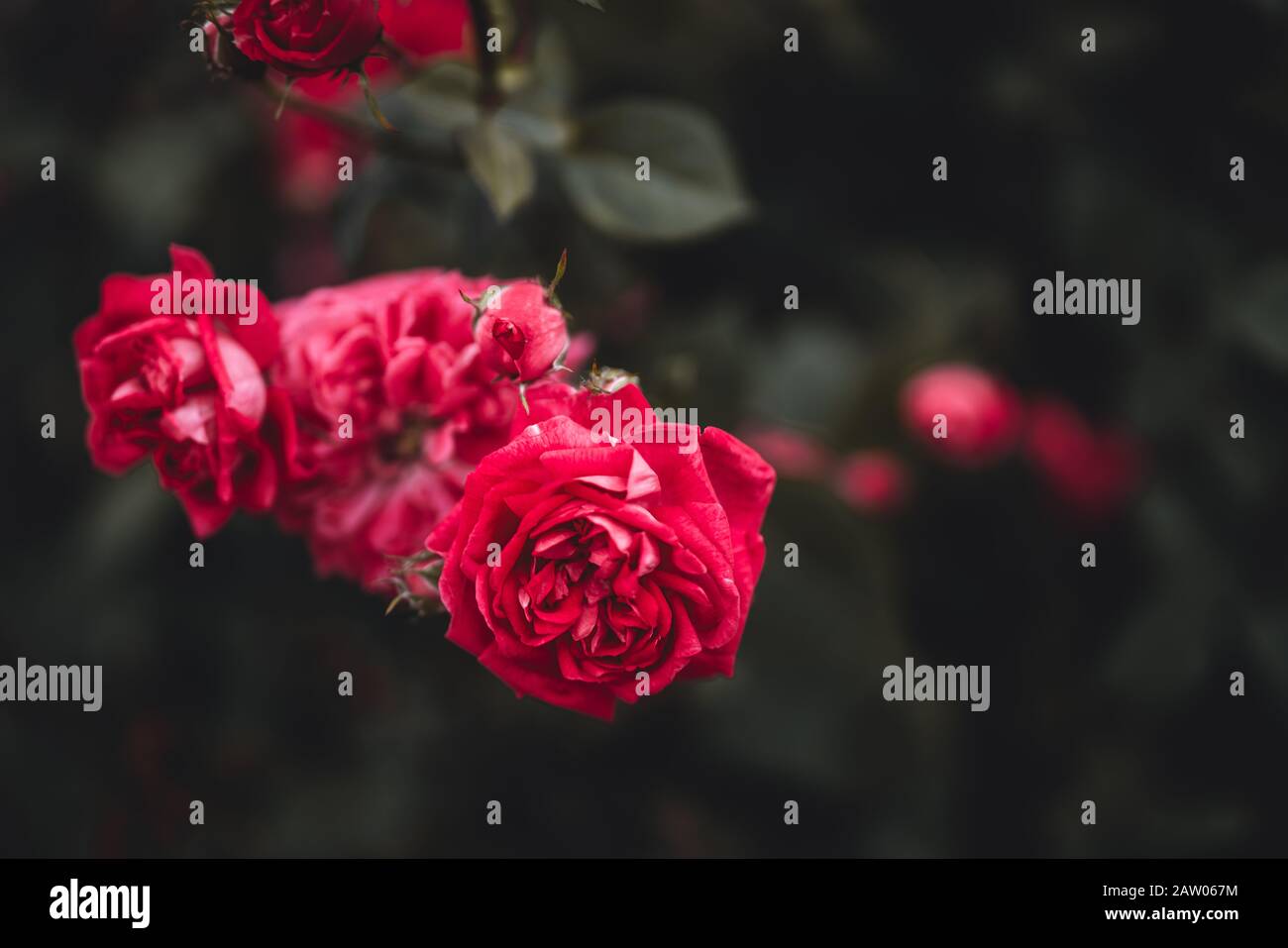 Red spiky flower hi-res stock photography and images - Alamy