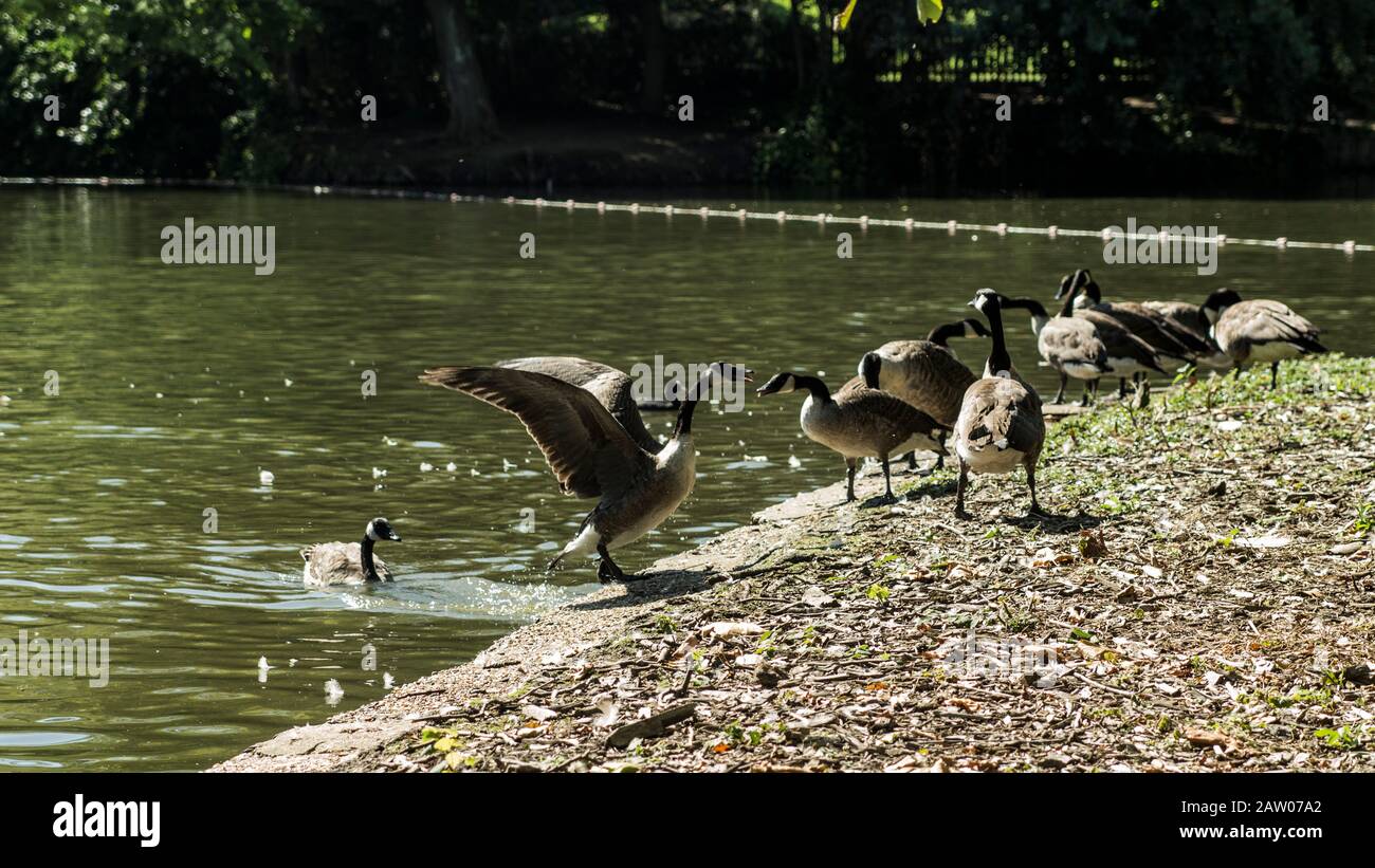 Animals drying off hi-res stock photography and images - Alamy