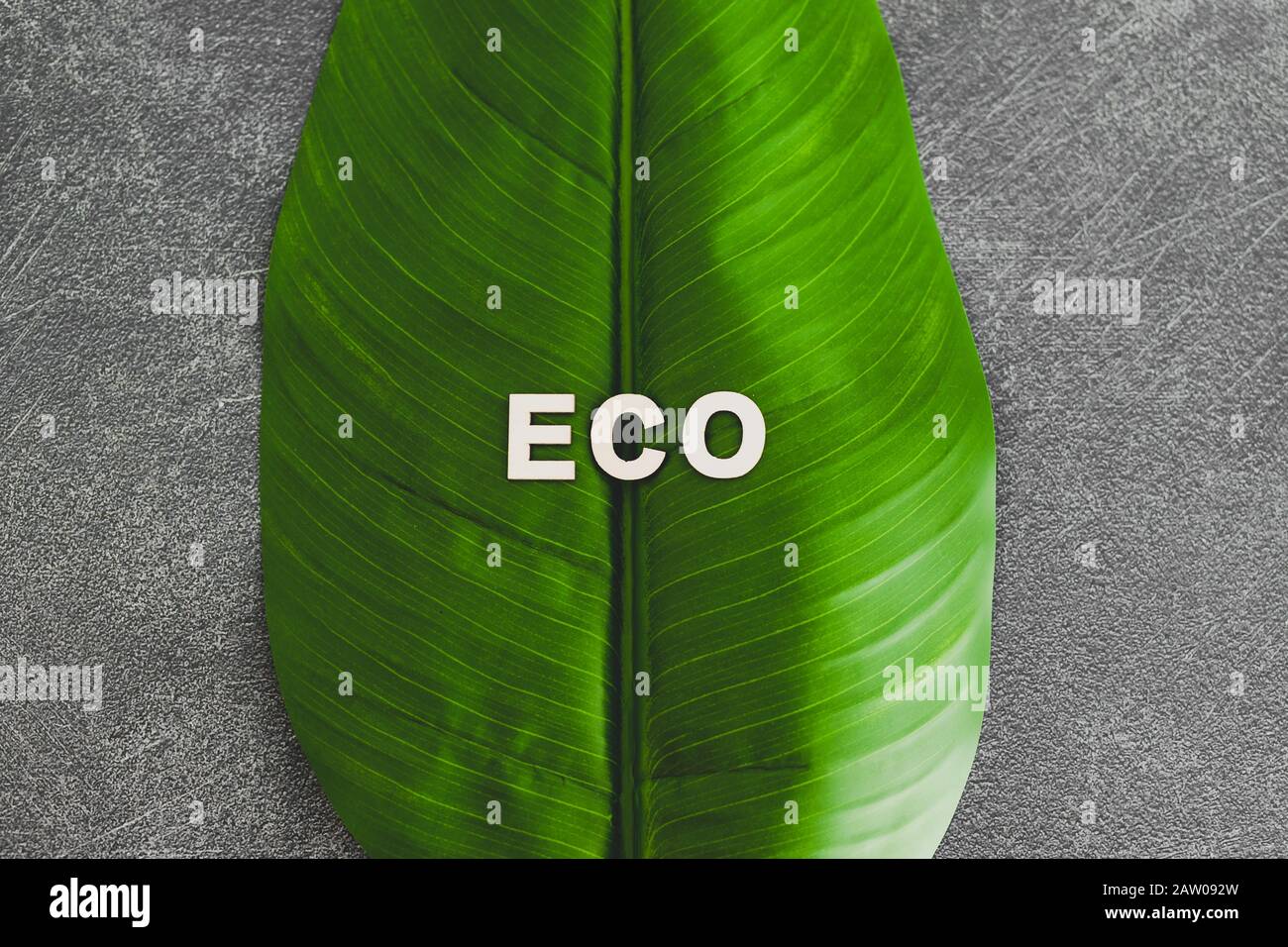ecology and respect for the environemnt conceptual still-life, Eco ...