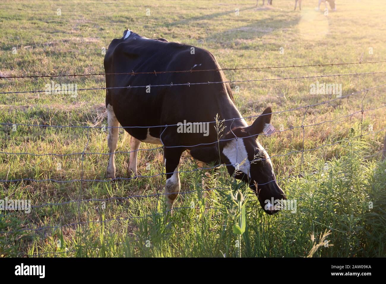 Cow eating through a fence Stock Photo - Alamy