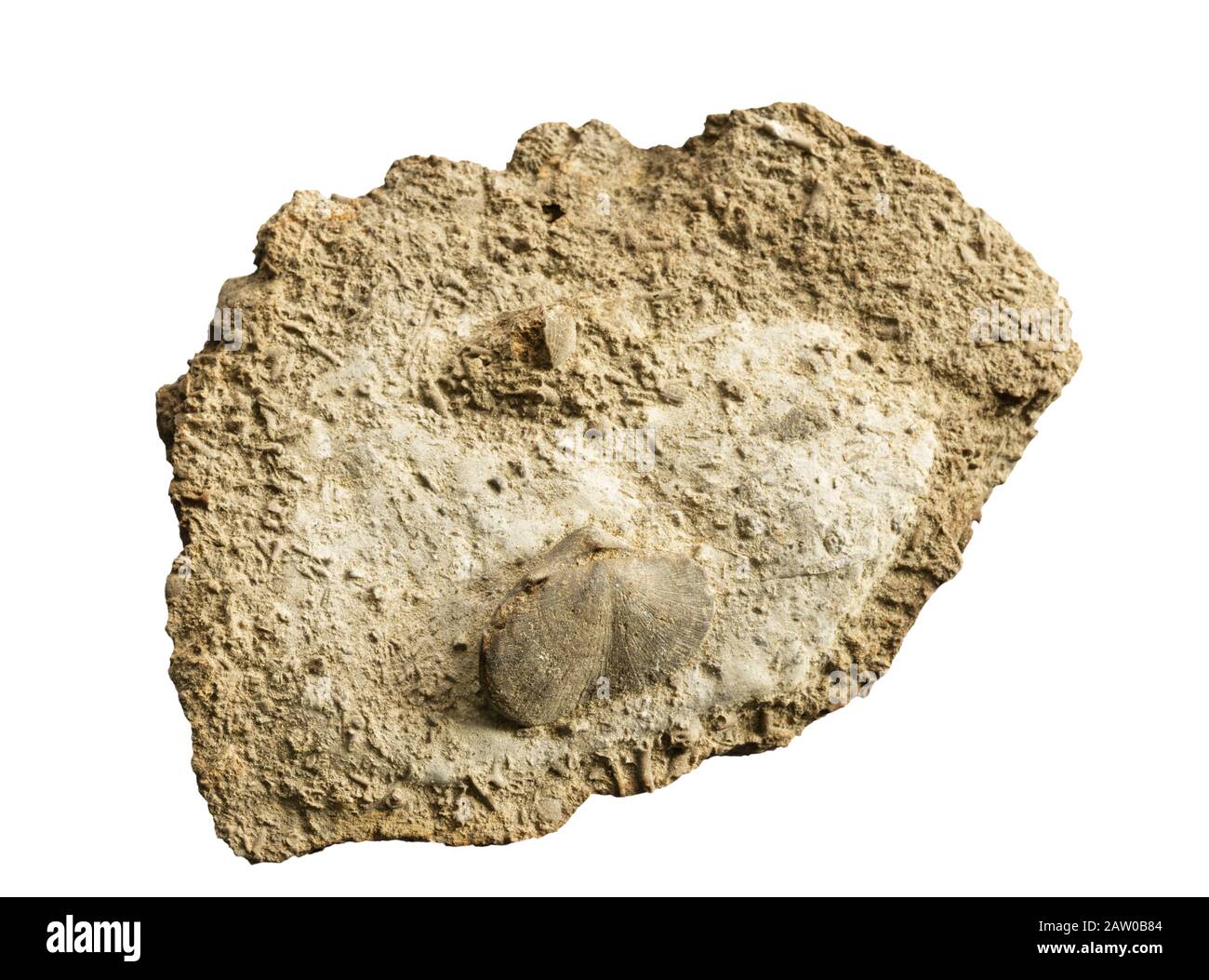 Shell Fossils In Rocks