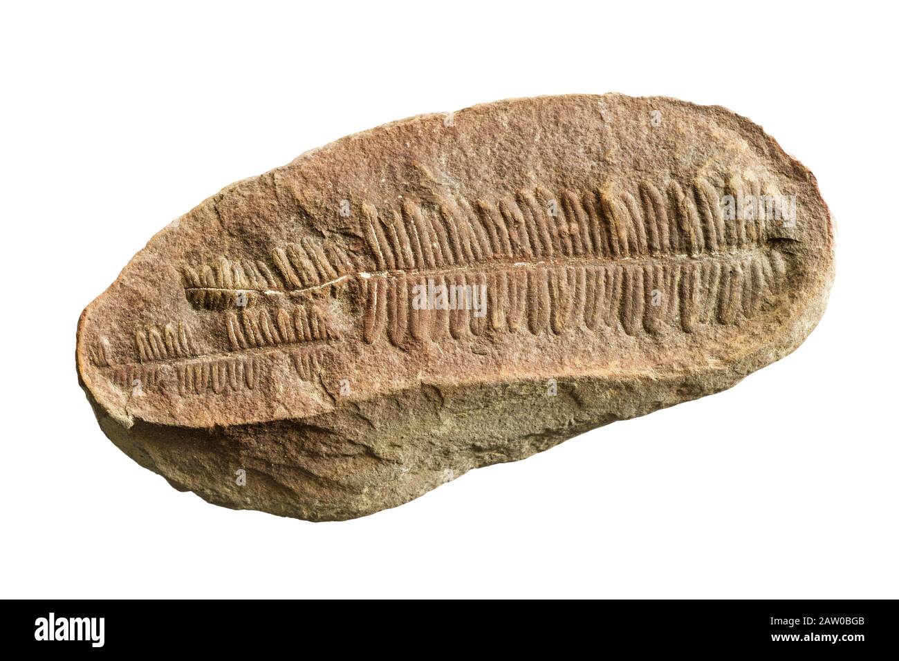 Fern Fossil